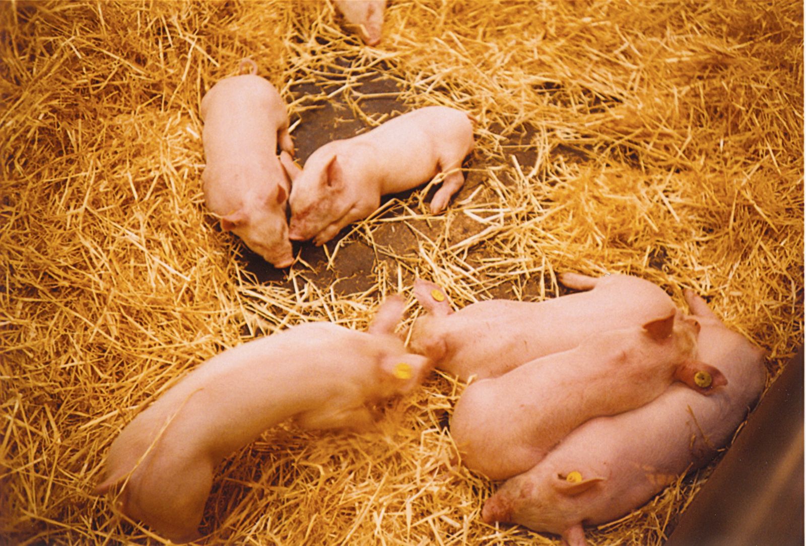 Animal Sciences | Data USA