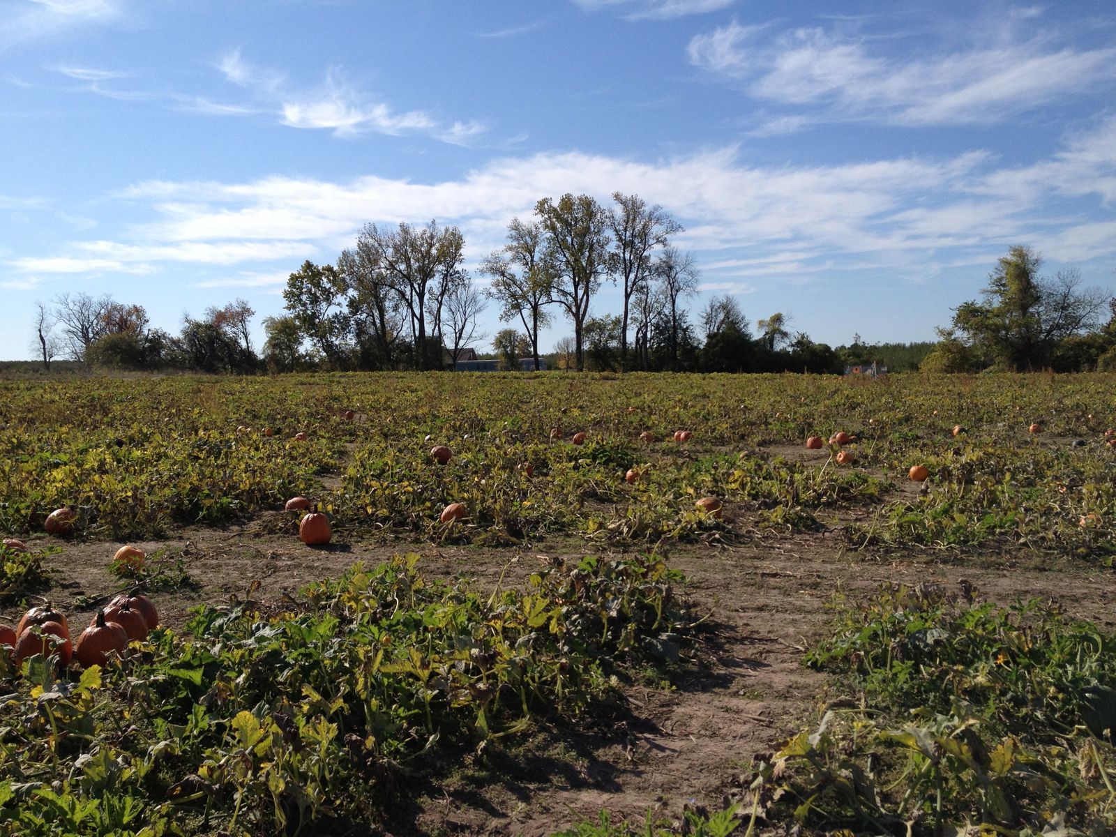 Belleville, IL | Data USA