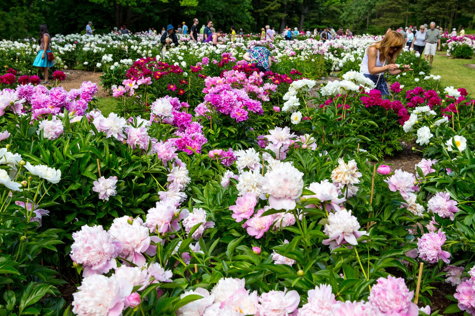 Dexter, MI | Data USA