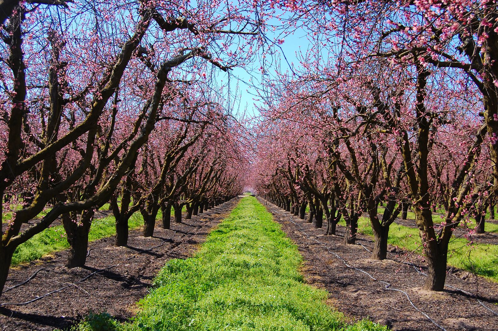 Grayson, CA | Data USA