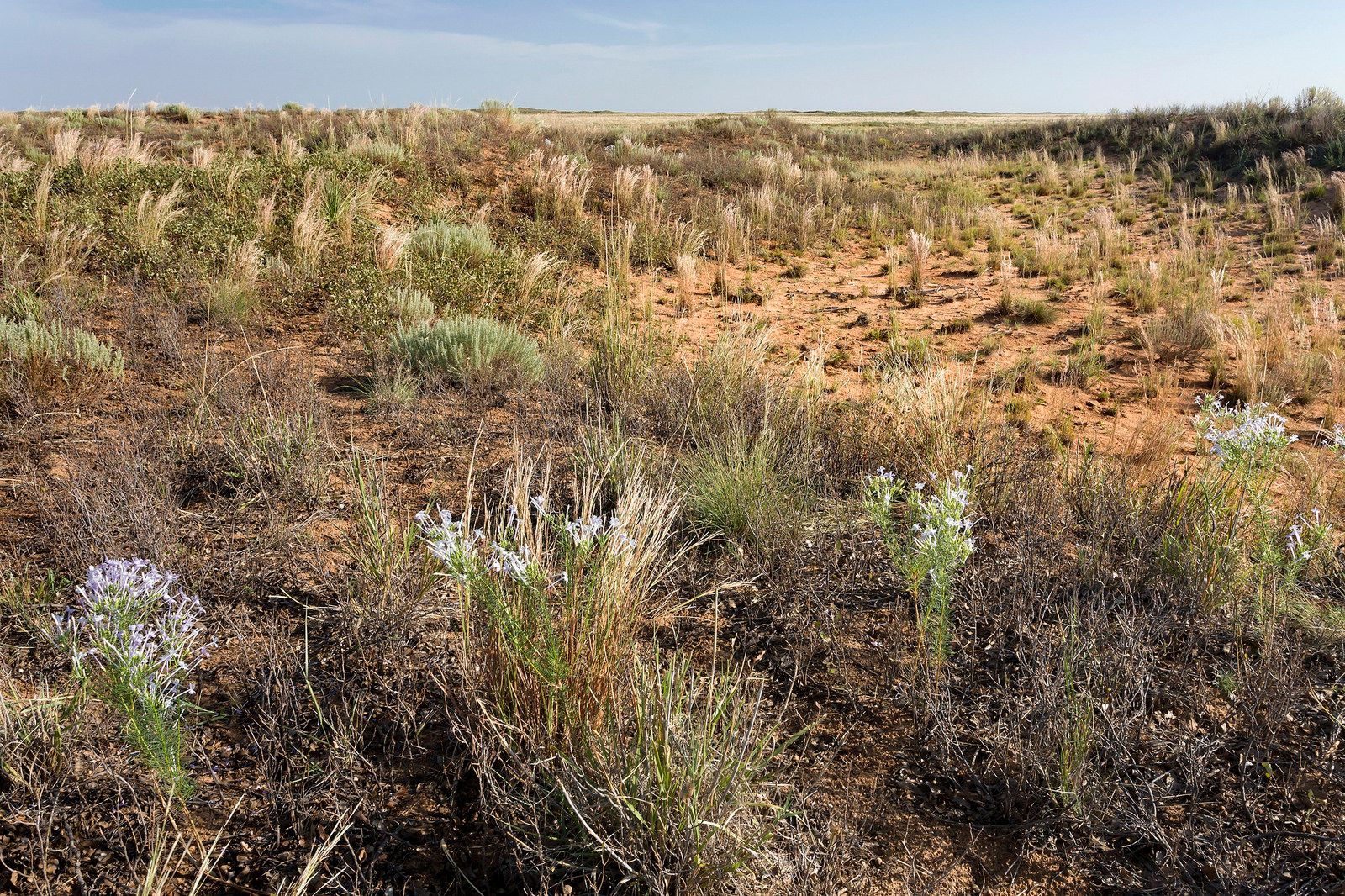 Roosevelt County, NM | Data USA